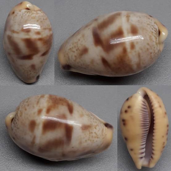 shellauction.net :: Contradusta walkeri - 4014324
