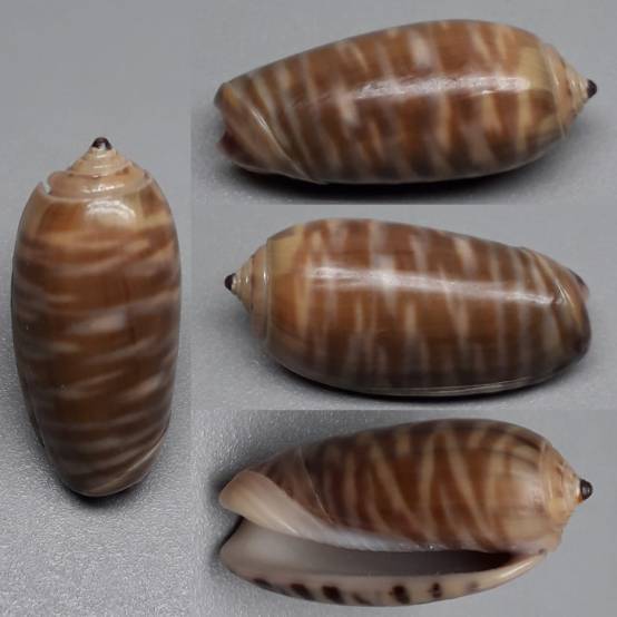 shellauction.net :: Oliva rufula - 4014360