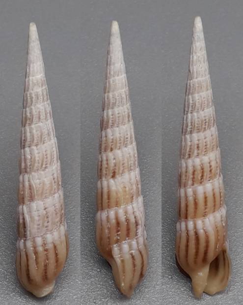 shellauction.net :: Terebra sp. - 4014414