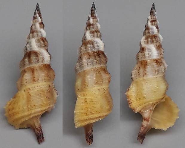 shellauction.net :: Cerithium sp. - 4014653