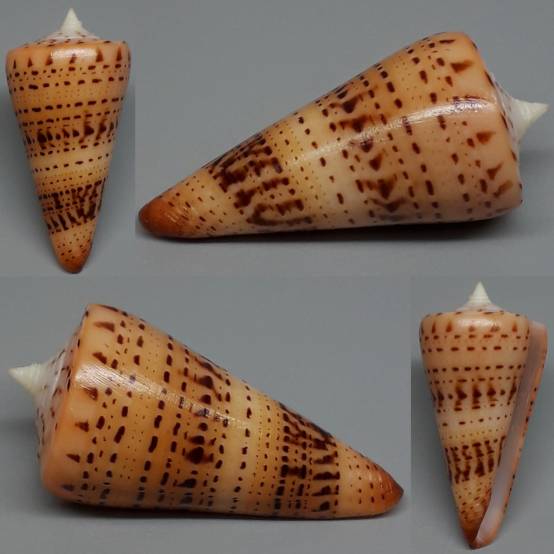 shellauction.net :: Conus monile - 4014719