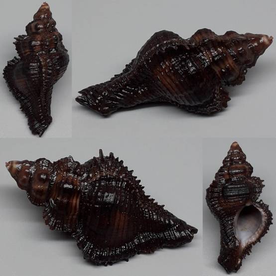 shellauction.net :: Chicoreus sp. - 4014881