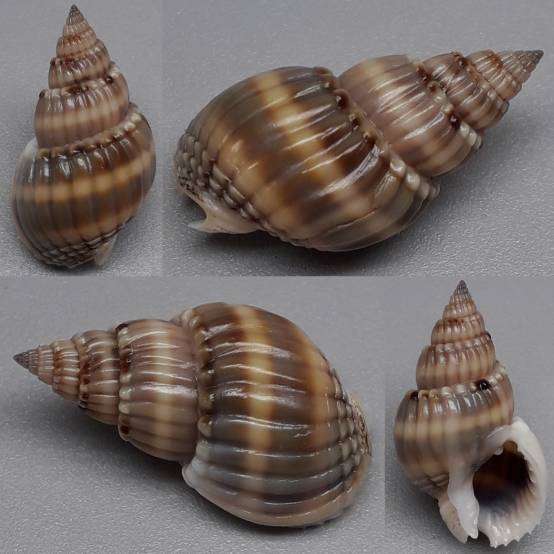 shellauction.net :: Nassarius sp. - 4014897