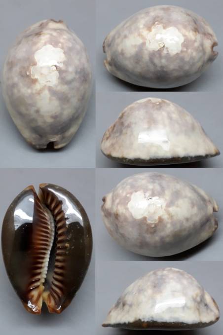 shellauction.net :: Mauritia mauritiana - 4014988