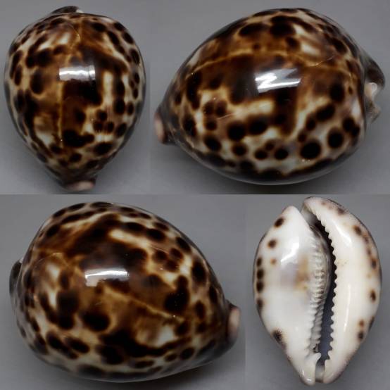 shellauction.net :: Cypraea tigris - 4015007