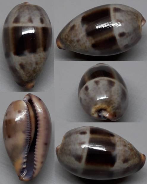 shellauction.net :: Contradusta walkeri - 4015031