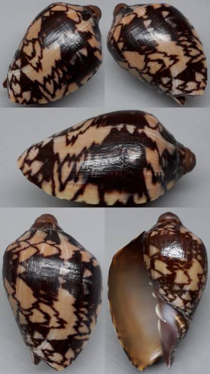 shellauction.net :: Cymbiola nobilis - 4015081