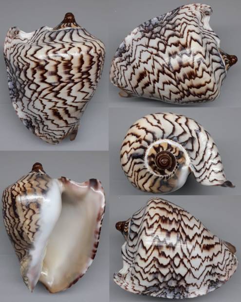 shellauction.net :: Cymbiola nobilis - 4015084