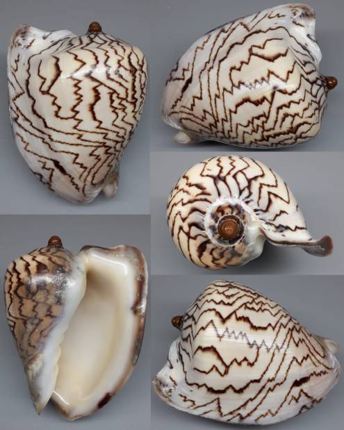 shellauction.net :: Cymbiola nobilis - 4015085