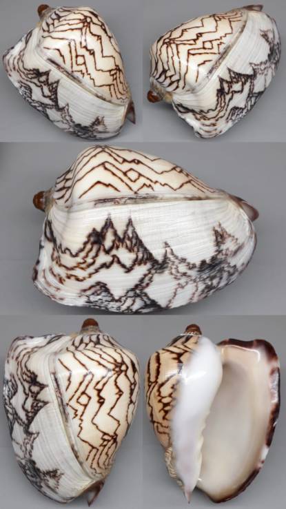 shellauction.net :: Cymbiola nobilis - 4015088