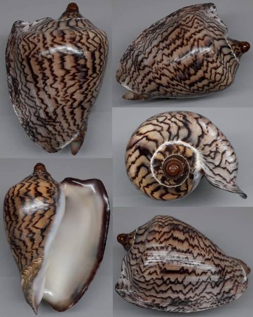 shellauction.net :: Cymbiola nobilis - 4015092