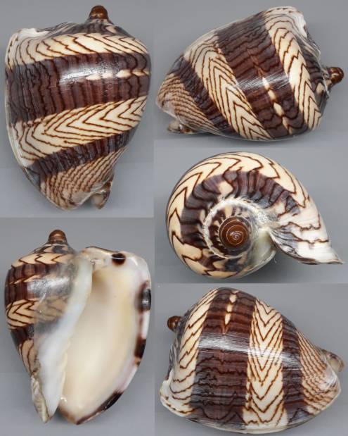 shellauction.net :: Cymbiola nobilis - 4015095