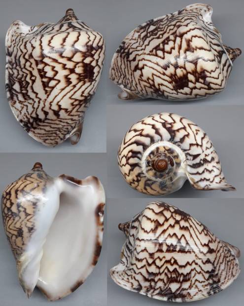 shellauction.net :: Cymbiola nobilis - 4015097