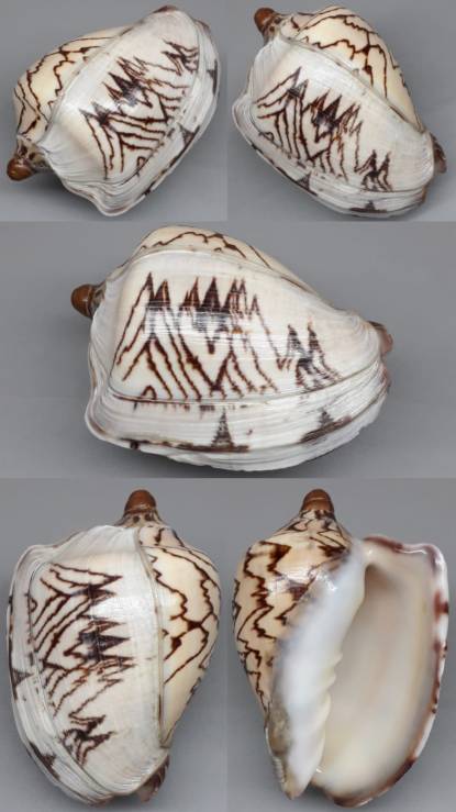 shellauction.net :: Cymbiola nobilis - 4015107