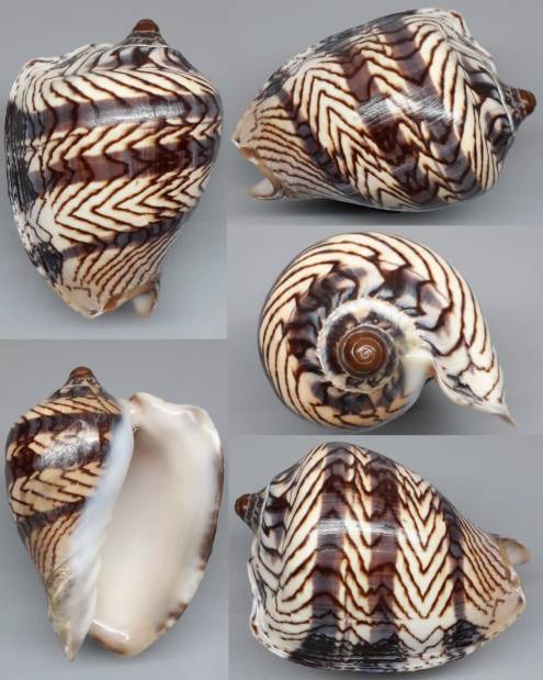 shellauction.net :: Cymbiola nobilis - 4015110