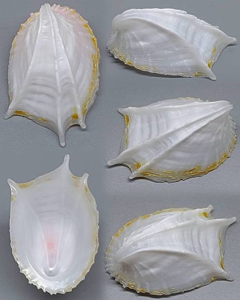 shellauction.net :: Patella sp. - 4015147