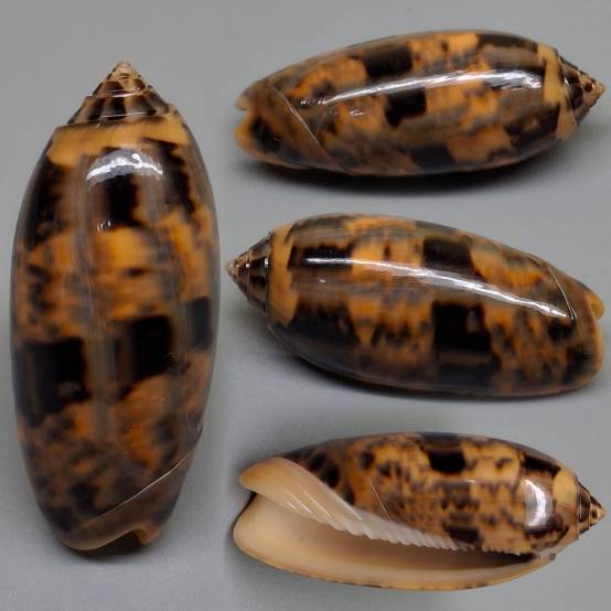 shellauction.net :: Oliva miniacea - 4015441