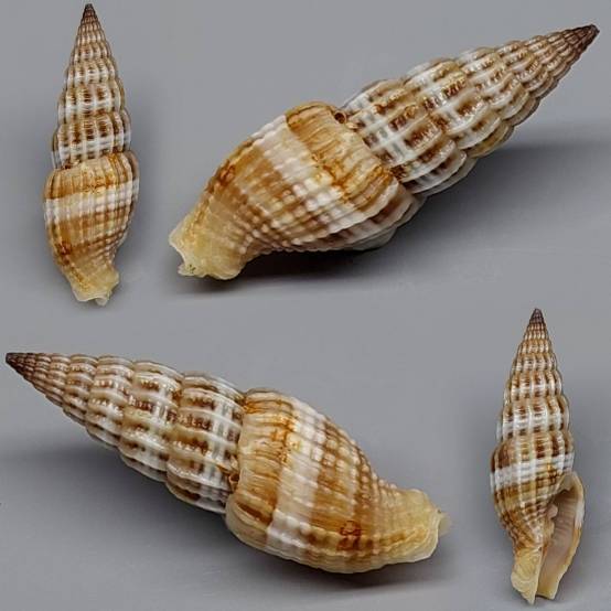 shellauction.net :: Vexillum longispira - 4015551