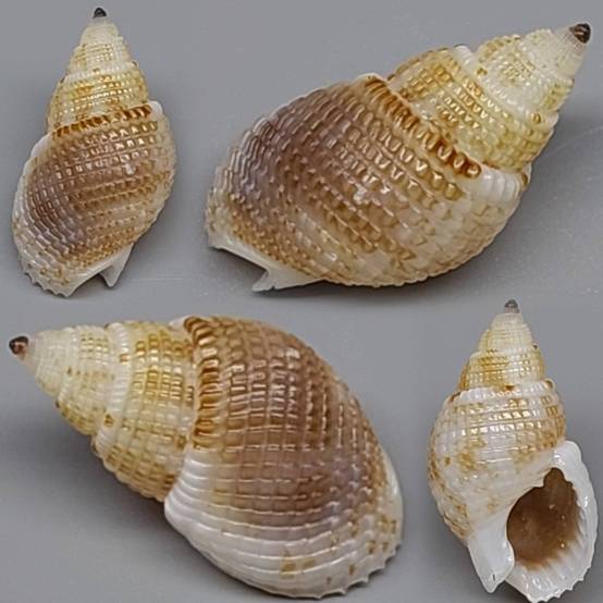 shellauction.net :: Nassarius sp. - 4015691