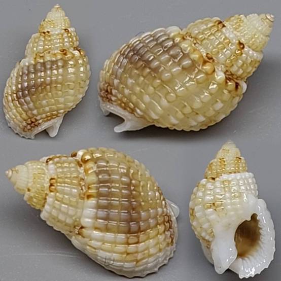 shellauction.net :: Nassarius sp. - 4015692