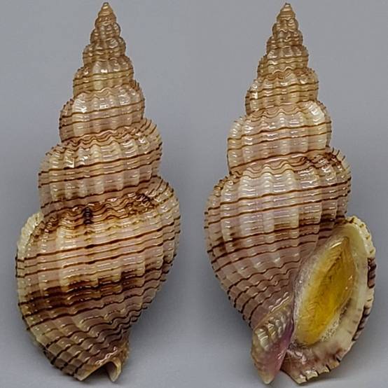 shellauction.net :: Phos roseatus - 4015714