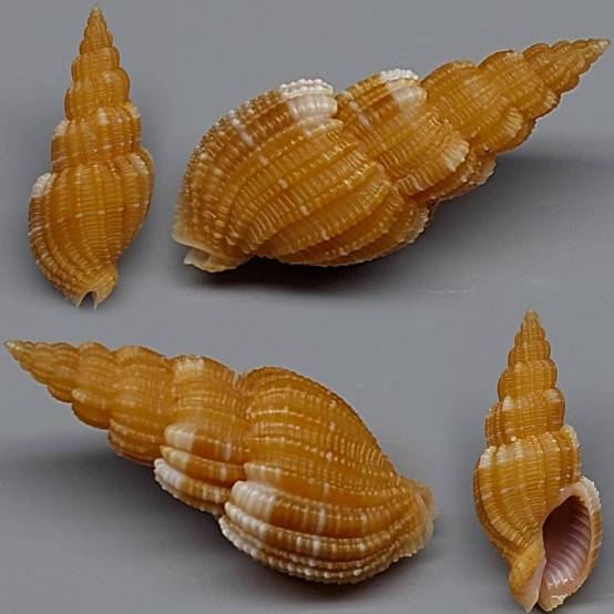 shellauction.net :: Phos roseatus - 4015717