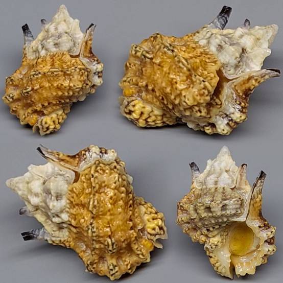 shellauction.net :: Bursa tuberosissima - 4015955