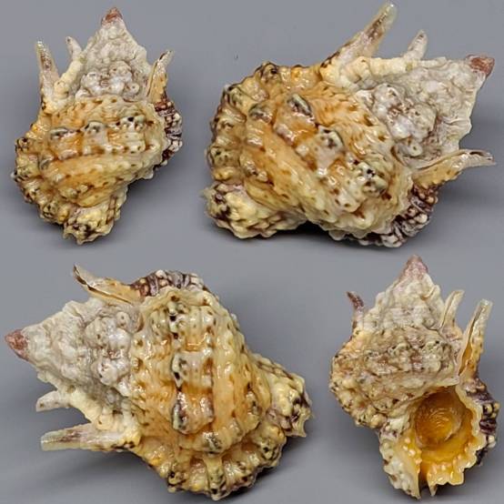 shellauction.net :: Bursa tuberosissima - 4015956