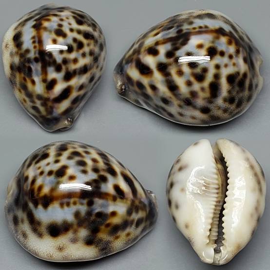 shellauction.net :: Cypraea tigris - 4016223