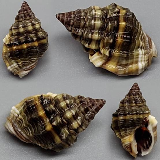 shellauction.net :: Nassarius sp. - 4017044