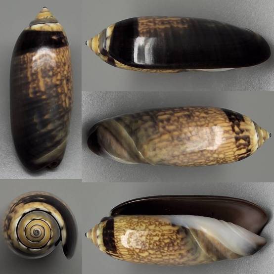 shellauction.net :: Oliva oliva - 4017231
