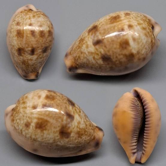 shellauction.net :: Contradusta walkeri - 4017399