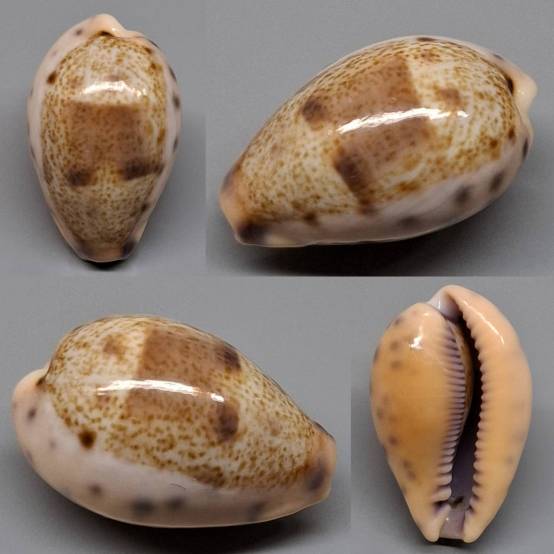 shellauction.net :: Contradusta walkeri - 4017400
