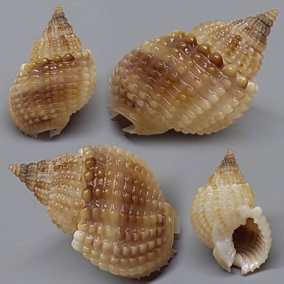 shellauction.net :: Nassarius sp. - 4017451