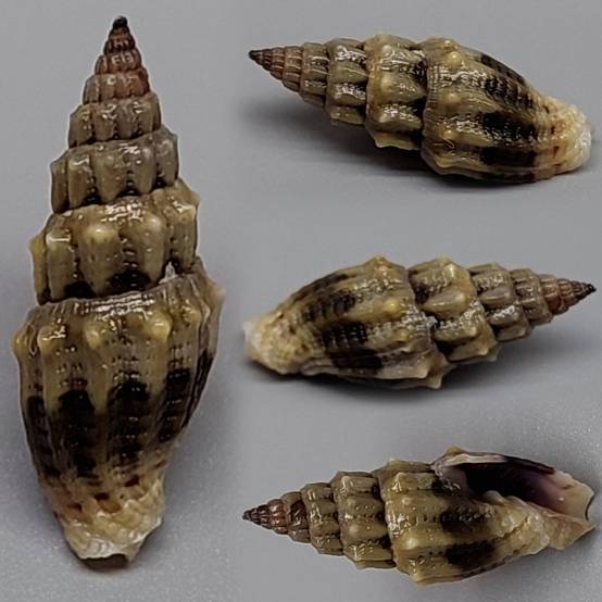 shellauction.net :: Vexillum rusticum - 4017782