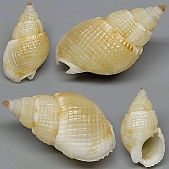 shellauction.net :: Nassarius sp. - 4018291