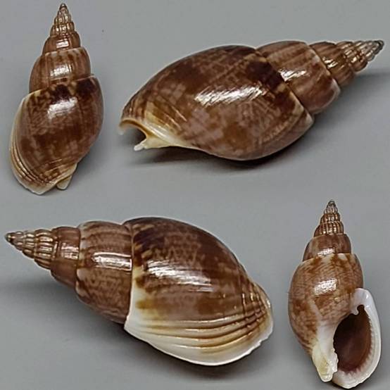shellauction.net :: Nassarius sp. - 4018297
