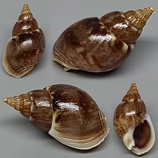 shellauction.net :: Nassarius sp. - 4018299