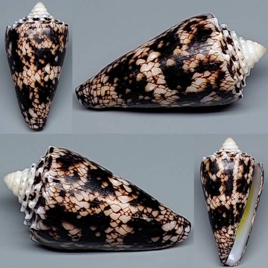 shellauction.net :: Conus araneosus - 4018541
