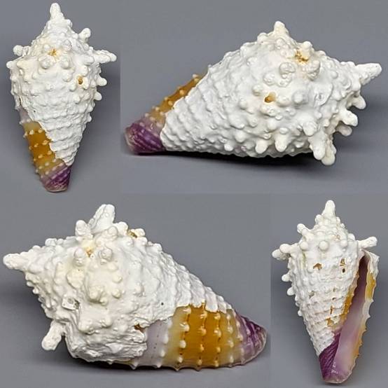 shellauction.net :: Conus floridulus - 4018596