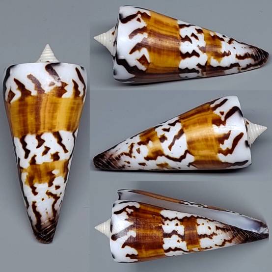 shellauction.net :: Conus generalis - 4018636