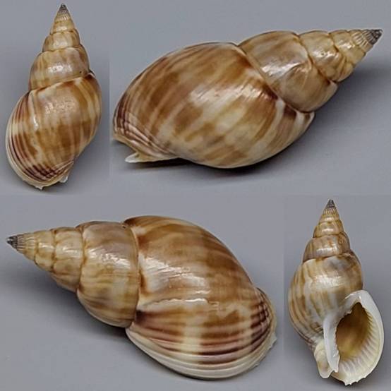 shellauction.net :: Nassarius sp. - 4019523