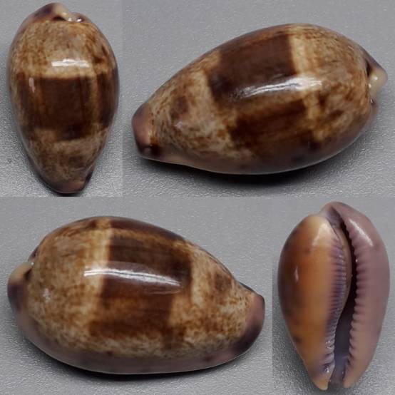 shellauction.net :: Contradusta walkeri - 4020229