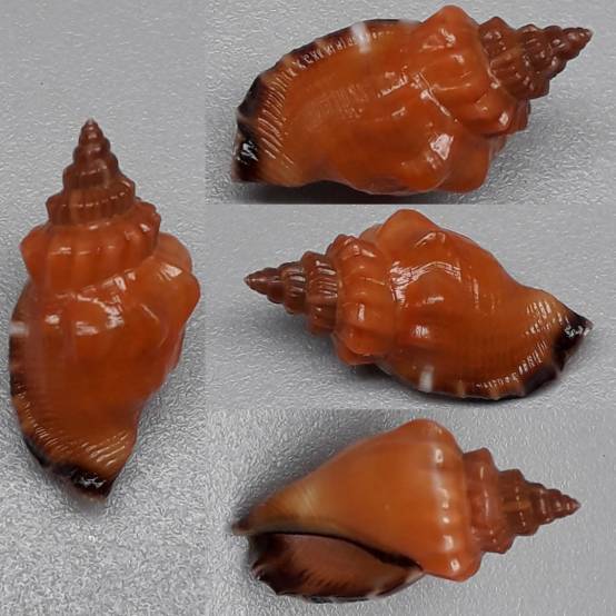 shellauction.net :: Canarium radians - 4020255
