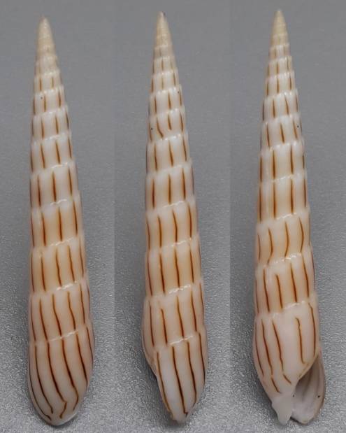 shellauction.net :: Terebra sp. - 4020322