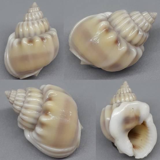 shellauction.net :: Nassarius sp. - 4021420
