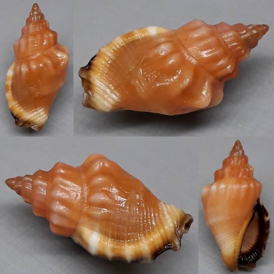 shellauction.net :: Canarium radians - 4021489