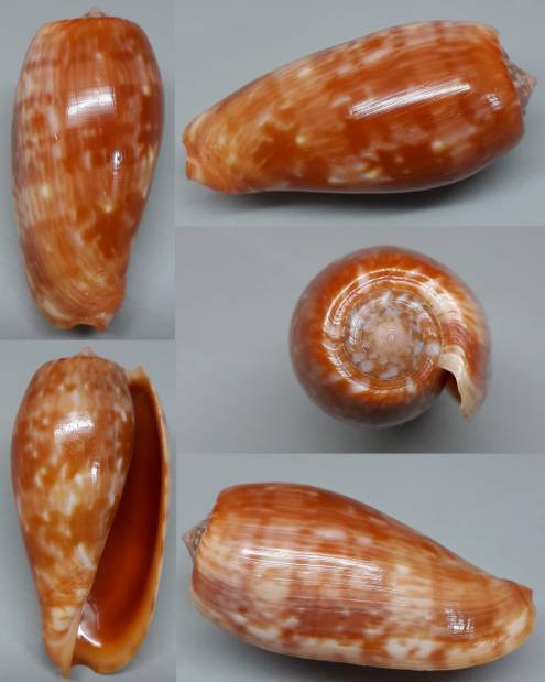 shellauction.net :: Conus bullatus - 4021542