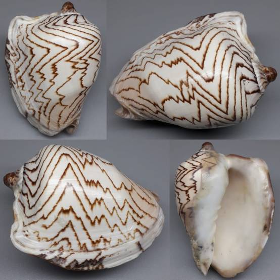 shellauction.net :: Cymbiola nobilis - 4021567