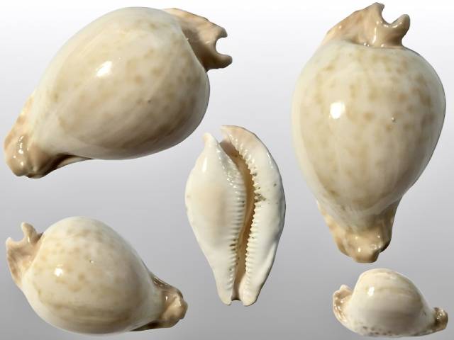 shellauction.net :: Umbilia capricornica - 4022400